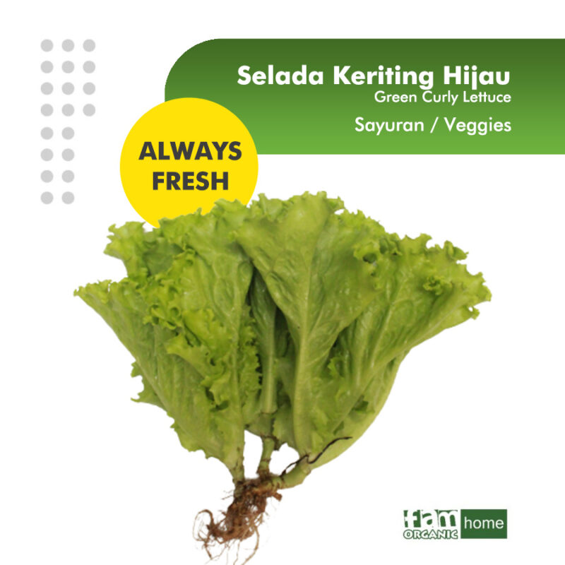 Lettuce / Selada - famorganic